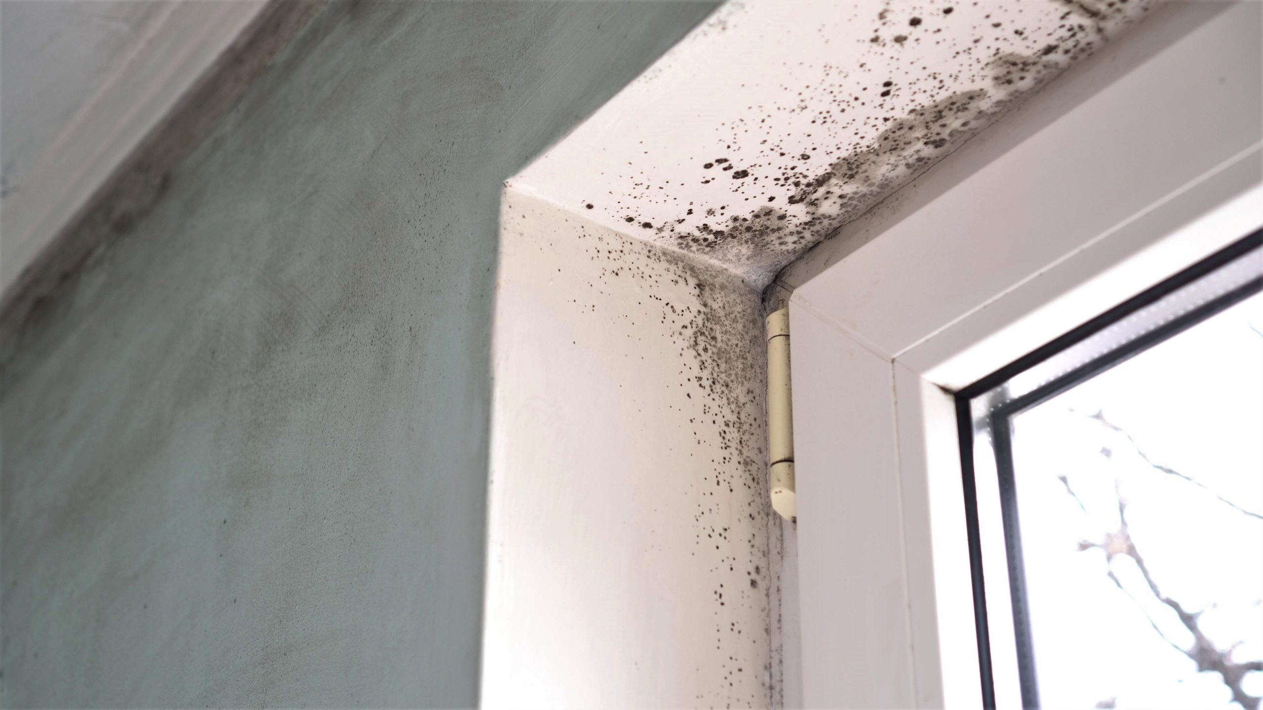 A guide to renting with damp and mould | Mydscotland